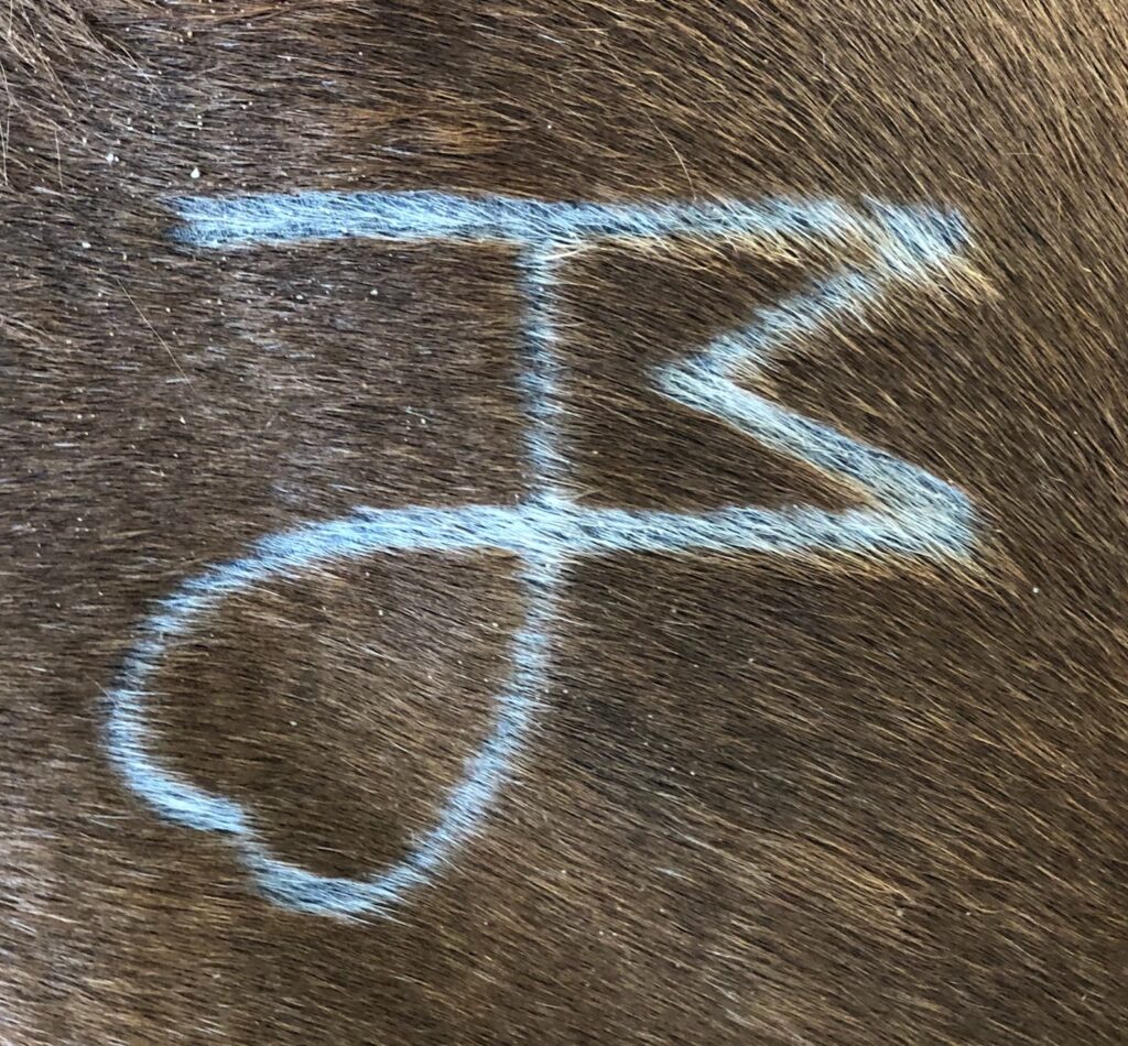 Horses For Sale - Graber Land and Livestock, LLC