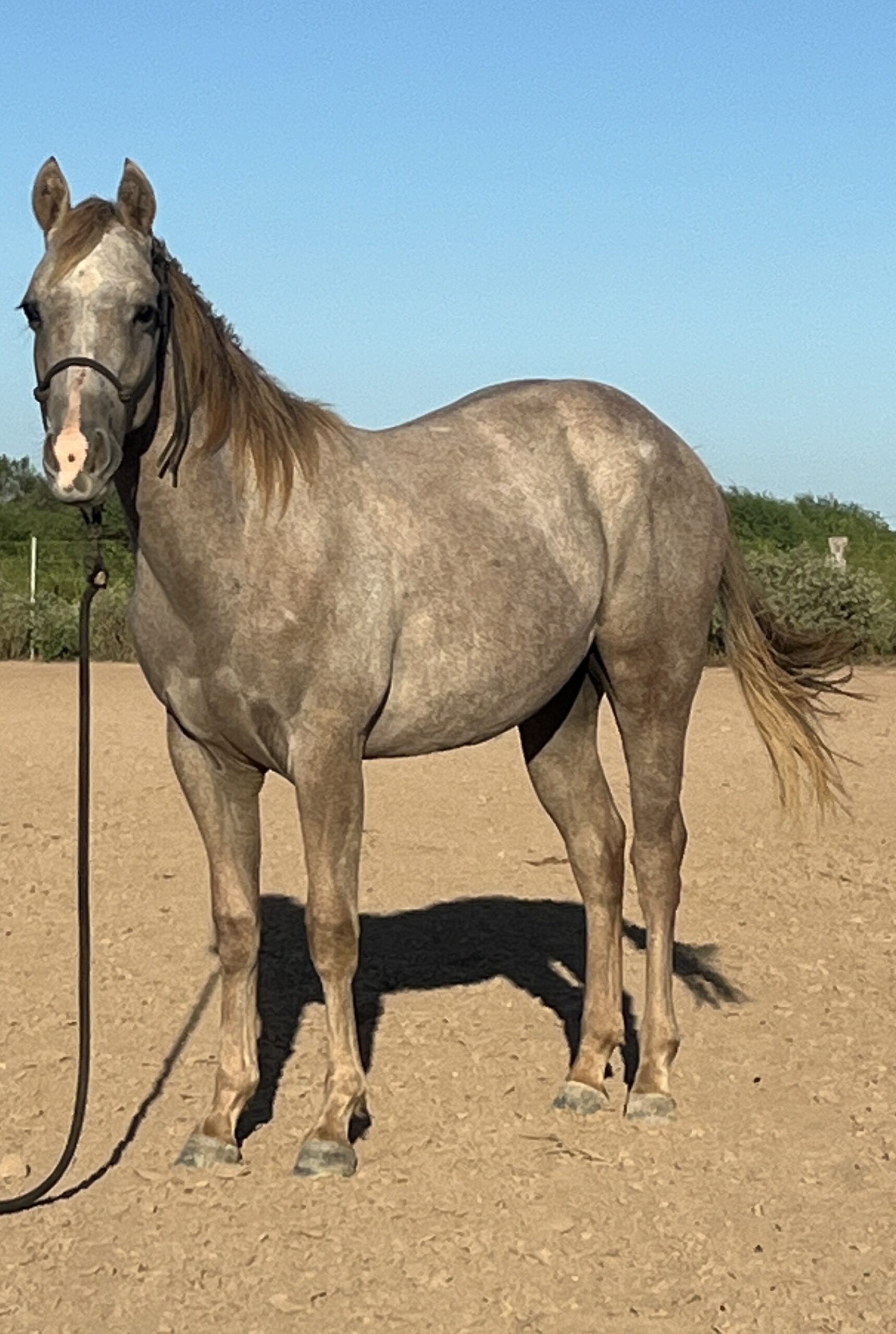 Horses For Sale - Graber Land and Livestock, LLC