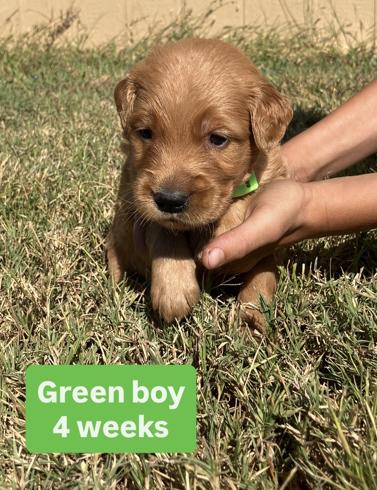 Maizey/Raylan Litter October 2025 **ALL PUPPIES HOMED** - Graber Land ...